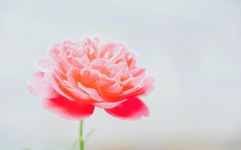 10 Chinese Flowers and Their Cultural Significance | ChinaPlanning